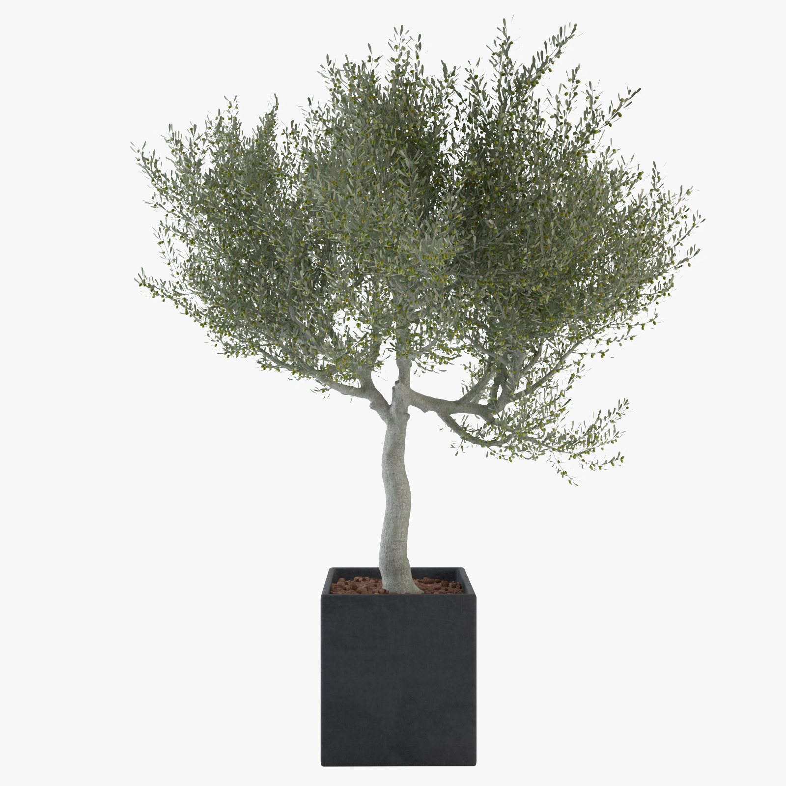 3d model olive tree