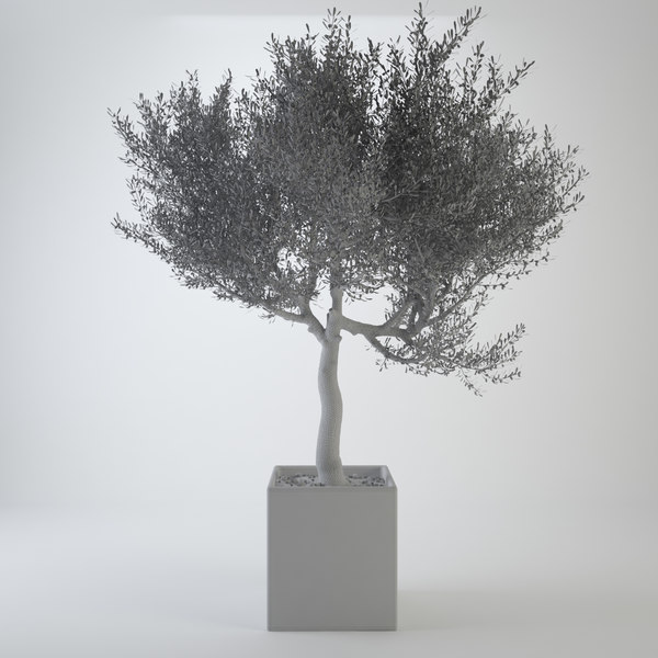 3d model olive tree