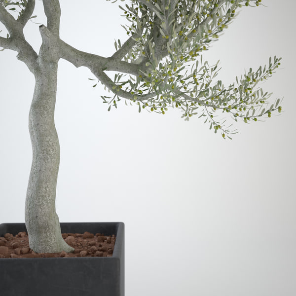 3d model olive tree