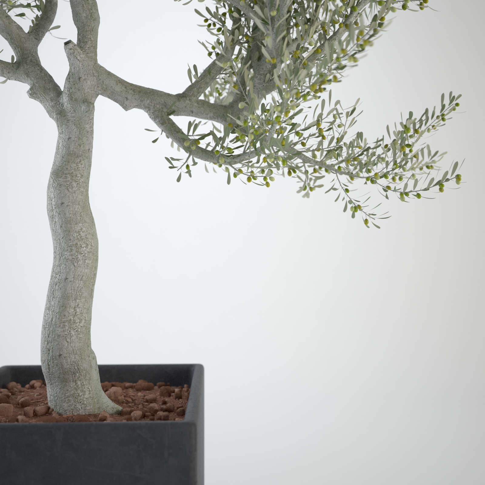 3d model olive tree