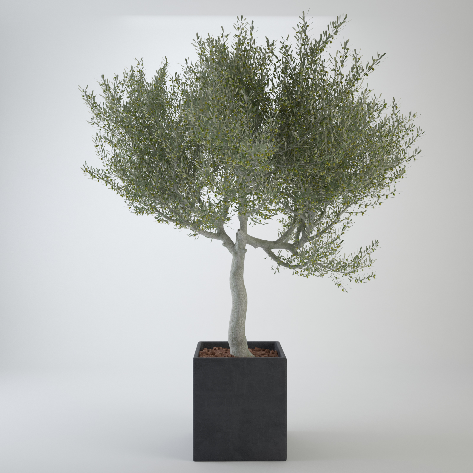3d model olive tree