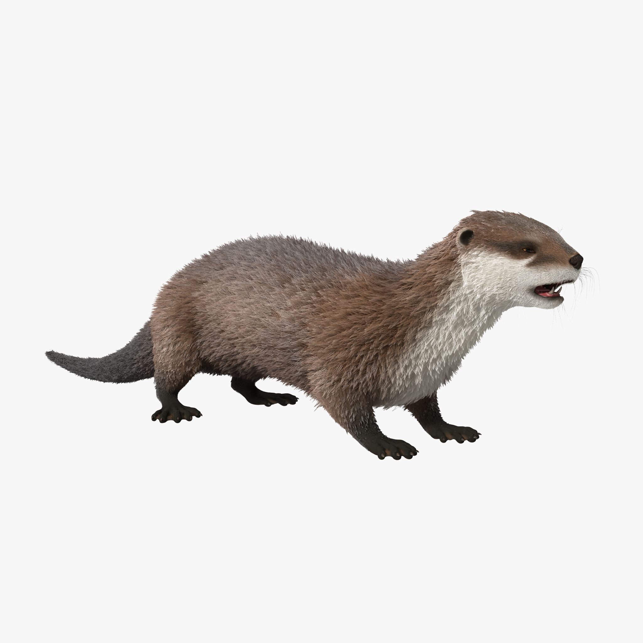 3d model otter fur