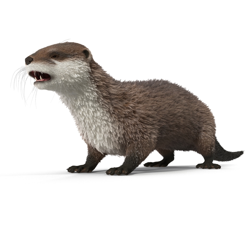 3d model otter fur
