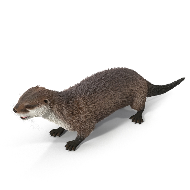 3d model otter fur
