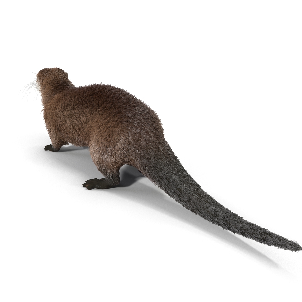 3d model otter fur