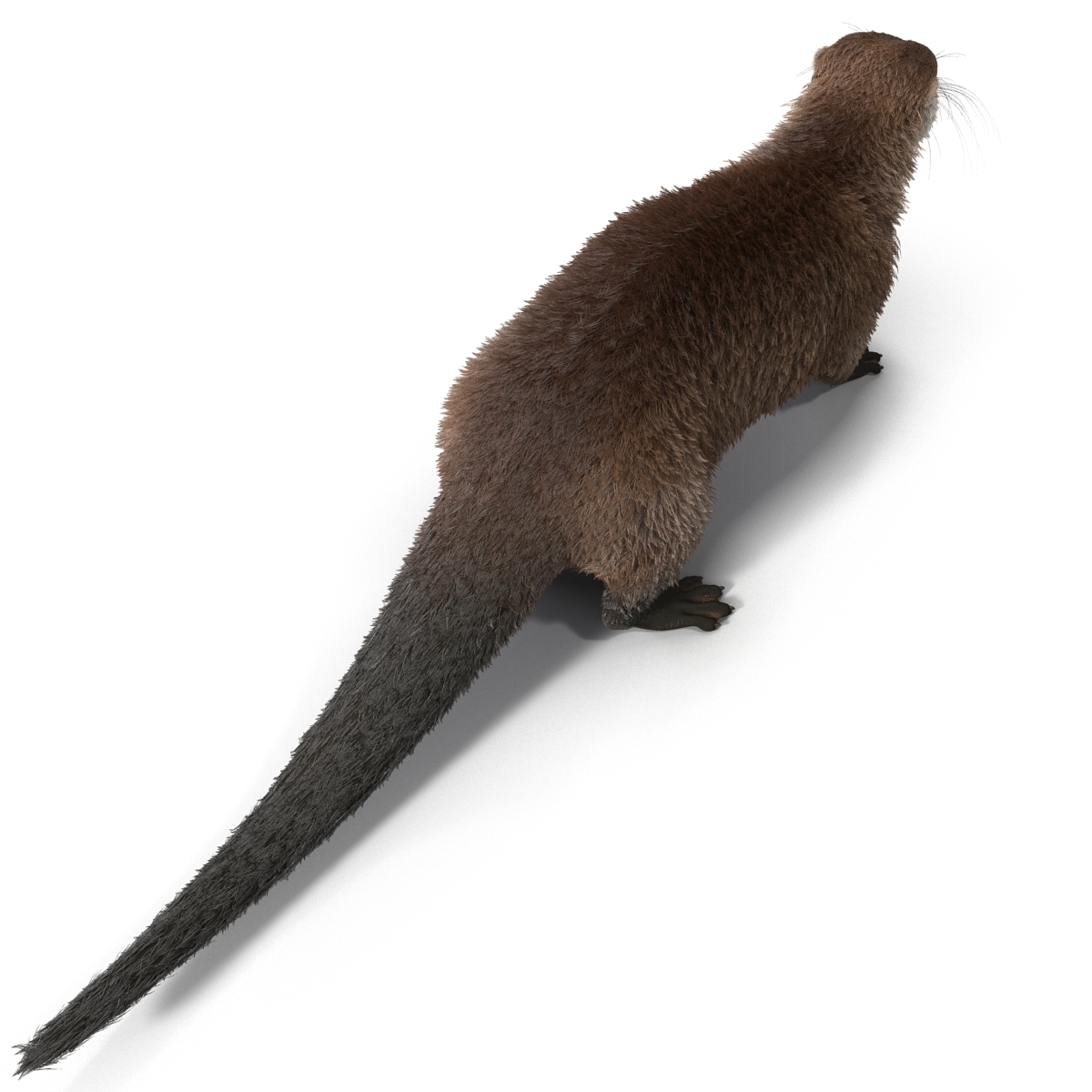 3d model otter fur
