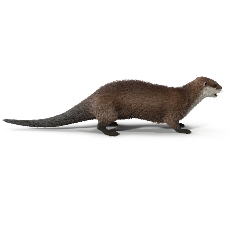 3d model otter fur