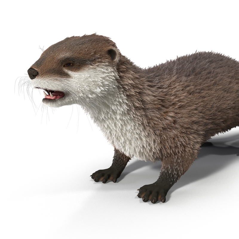 3d model otter fur