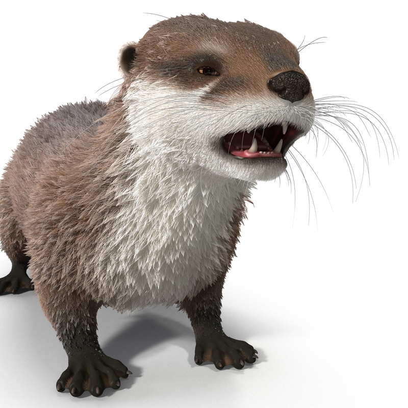 3d model otter fur