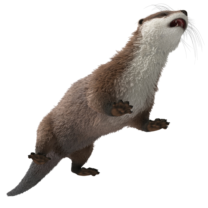 3d model otter fur