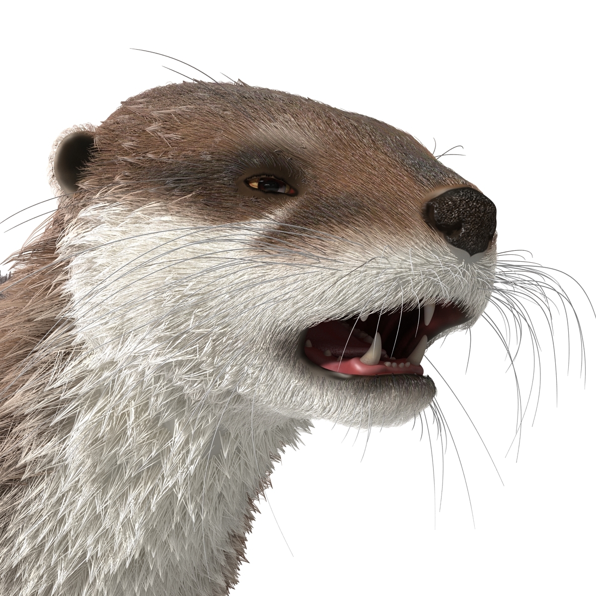 3d model otter fur