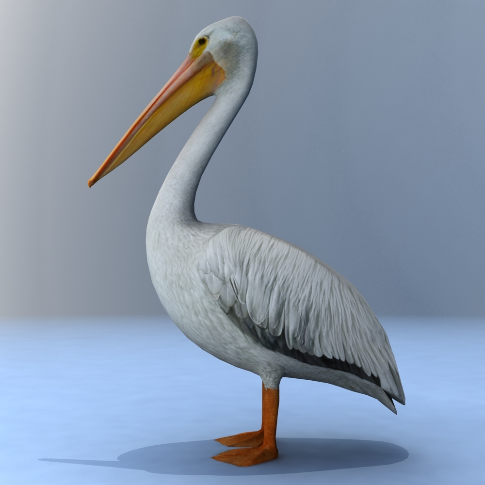 pelican standing 3d model