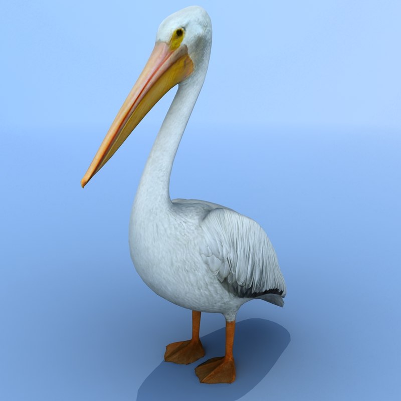 pelican standing 3d model