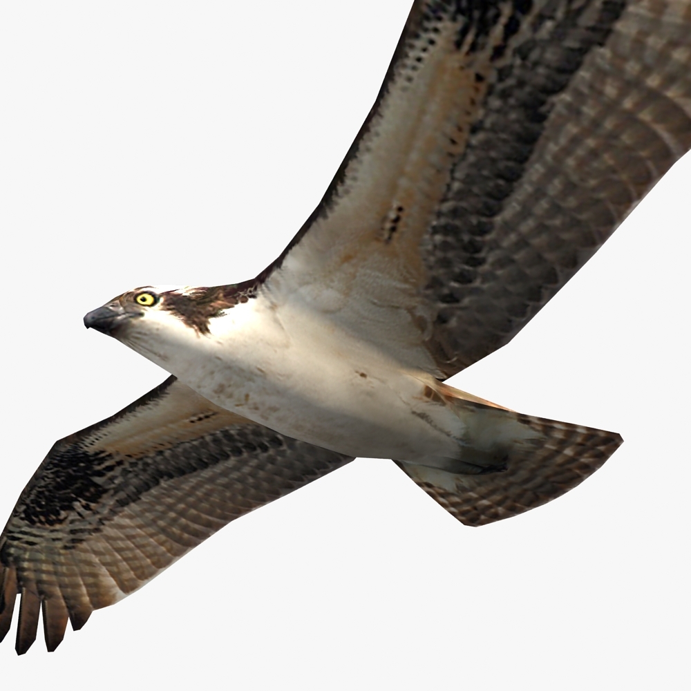 3d model 2 osprey