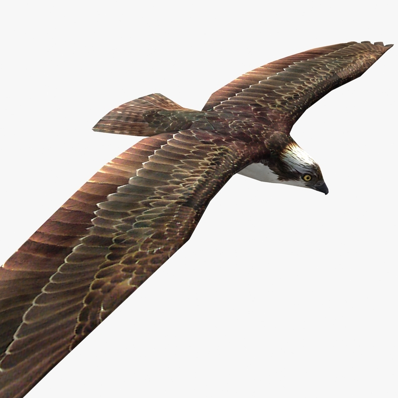 3d model 2 osprey