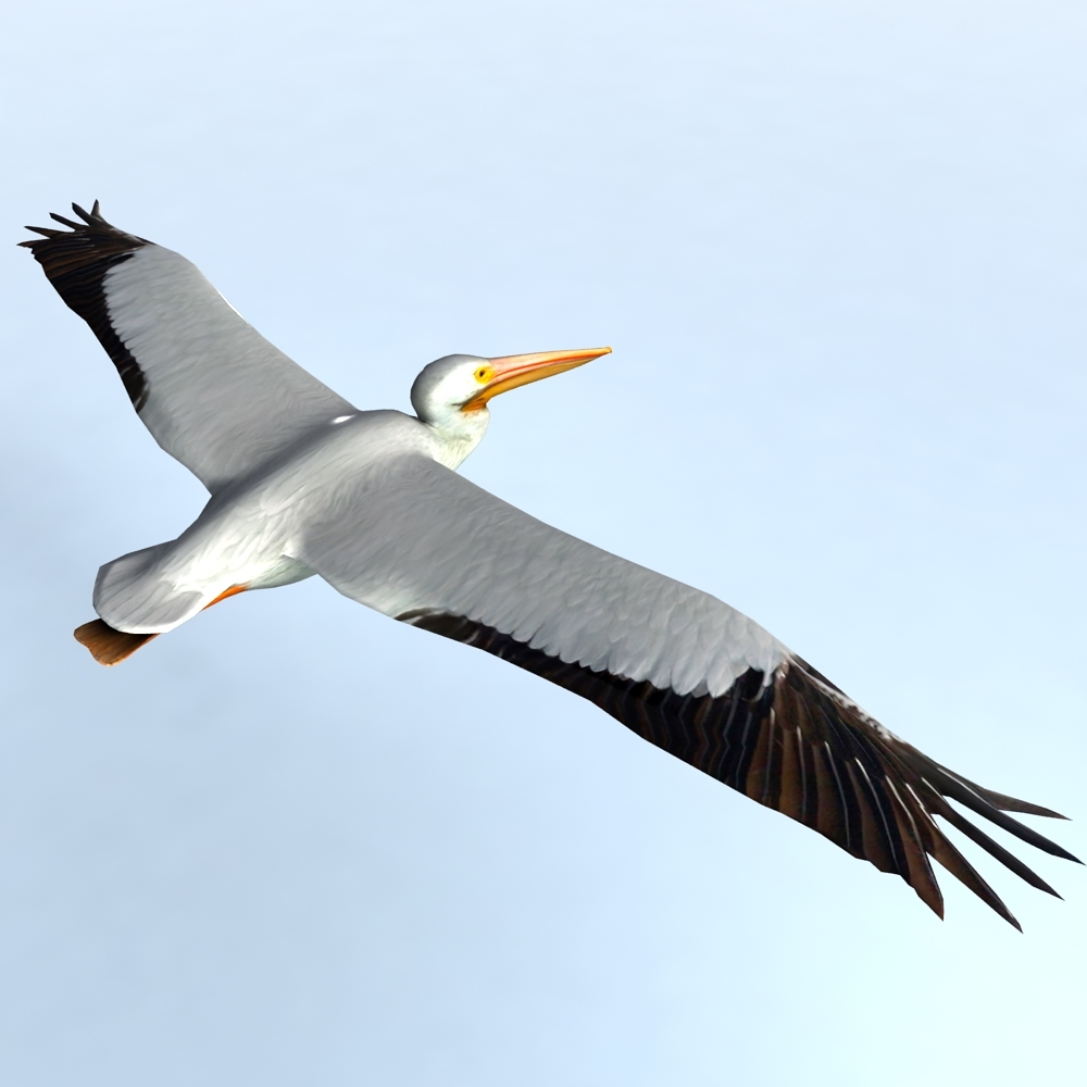 3d model of pelican