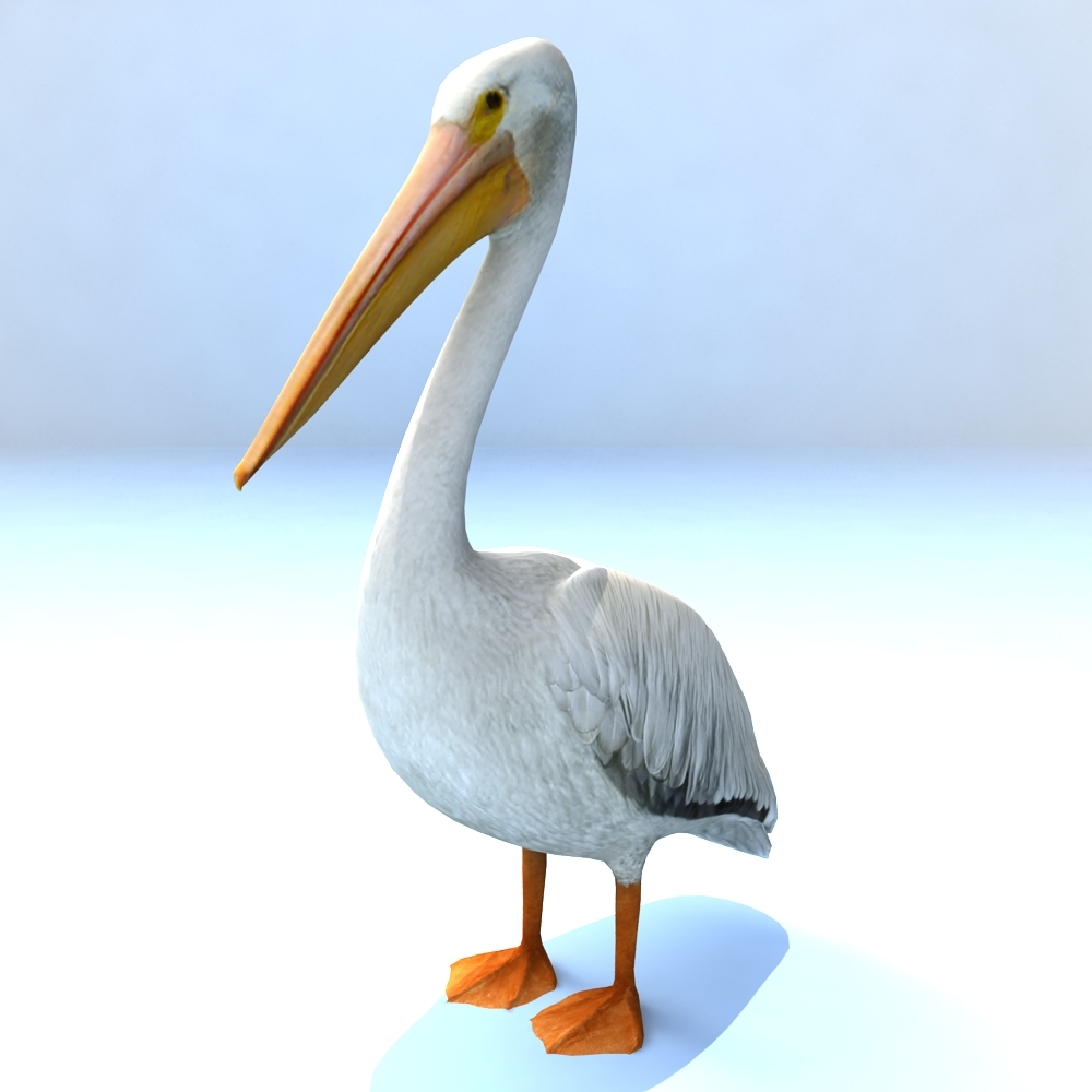 3d model of pelican