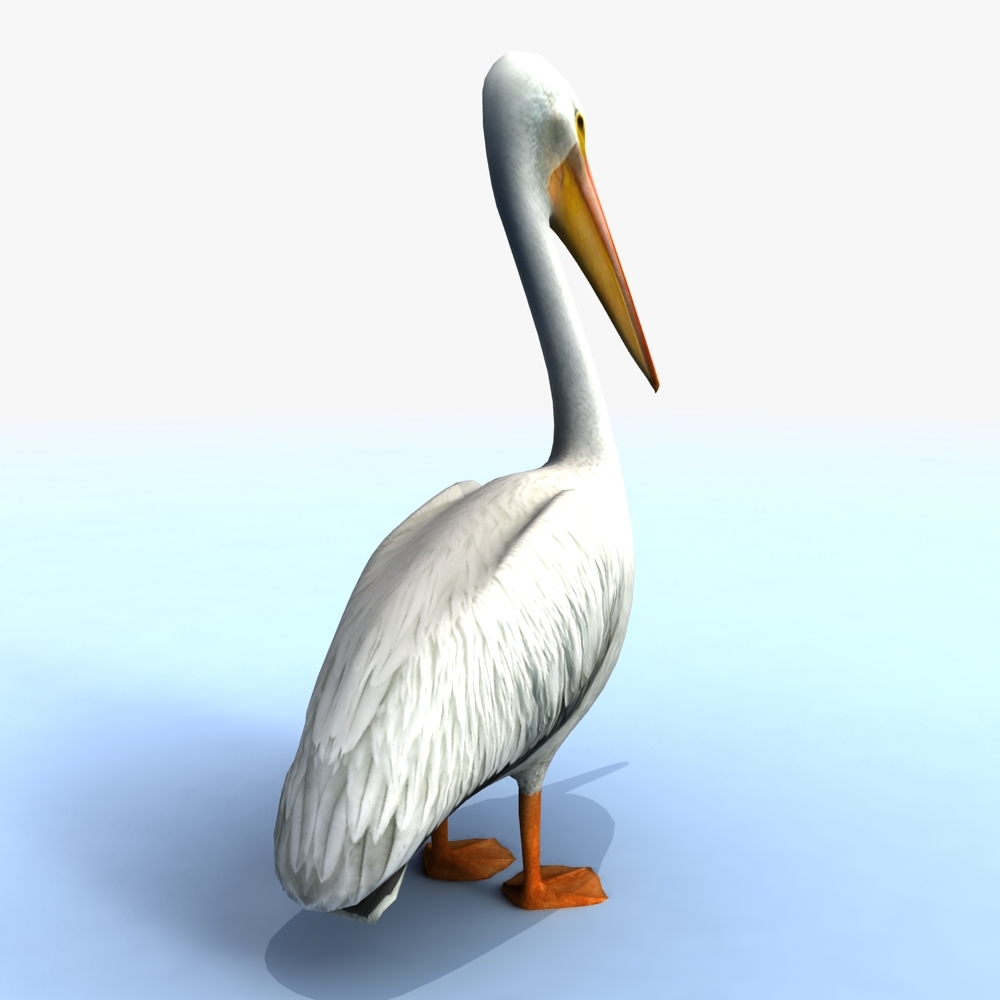 3d model of pelican