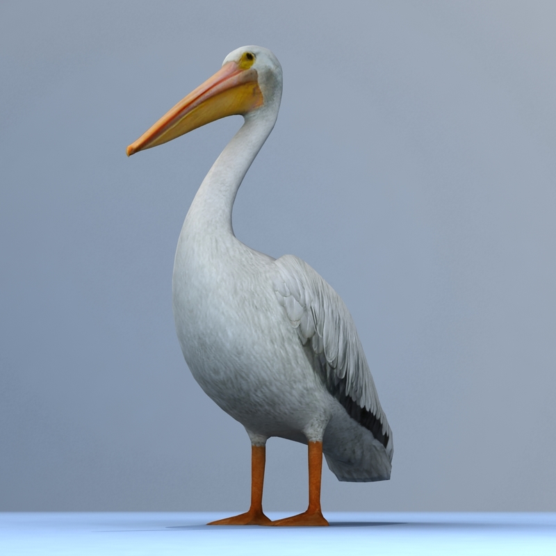 3d model of pelican
