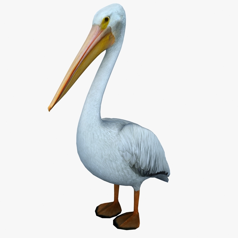 3d model of pelican