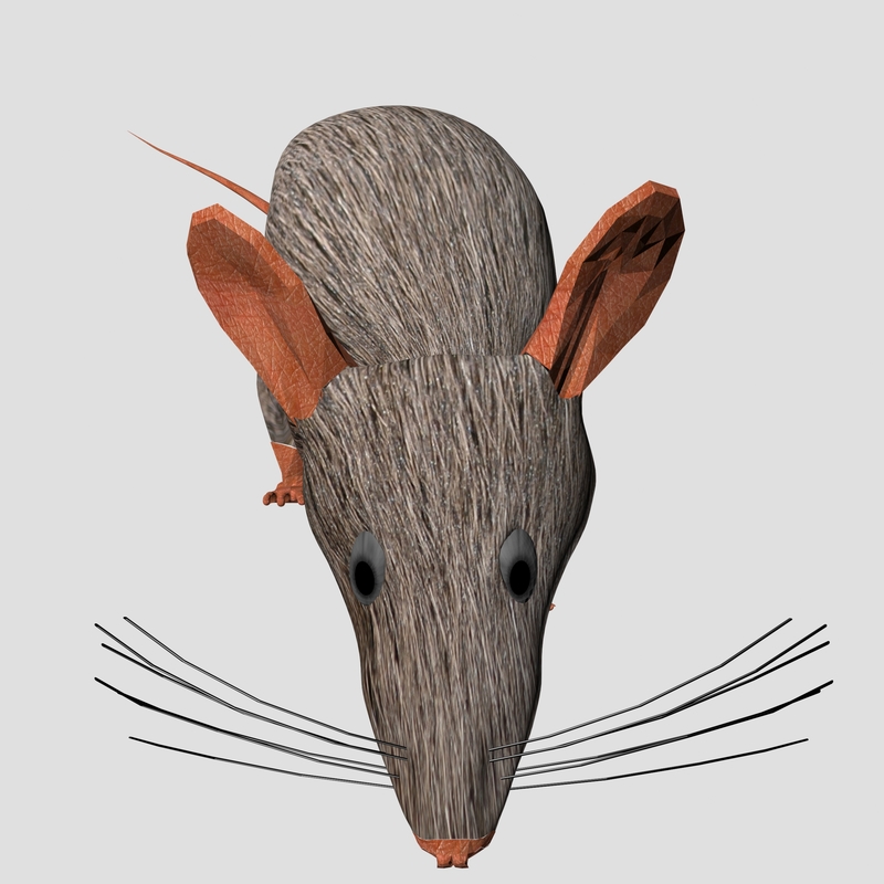 3d model rat mouse