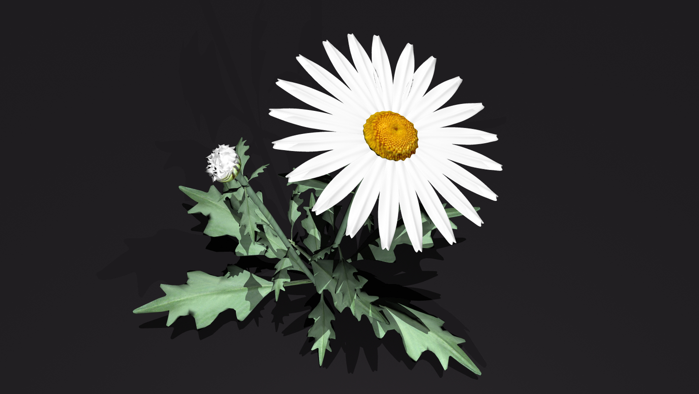 3d model daisy