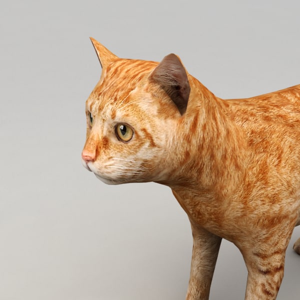 6 rigged cat 3ds