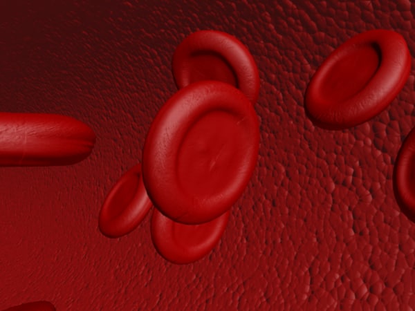 3d red blood cells model