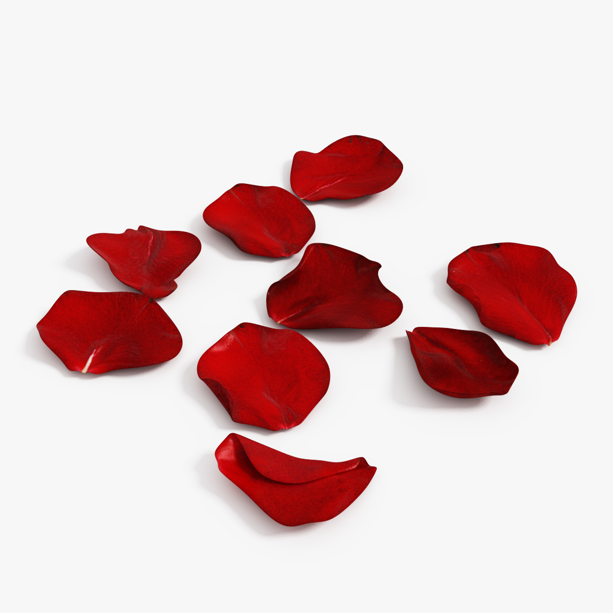 3d model rose petals