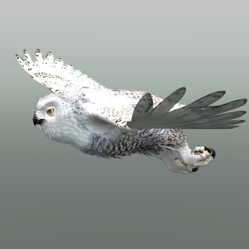 snowy owl 3d model