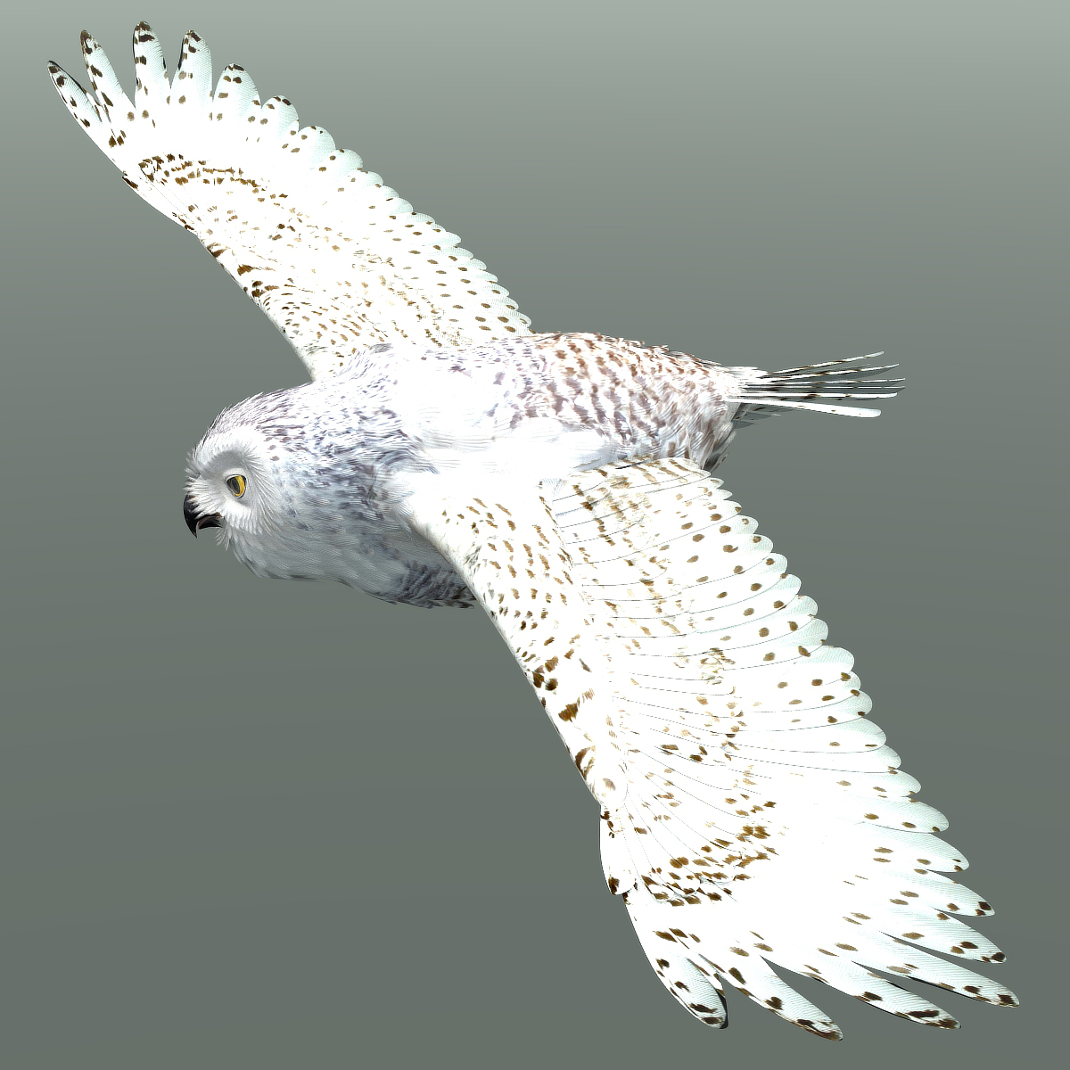 snowy owl 3d model
