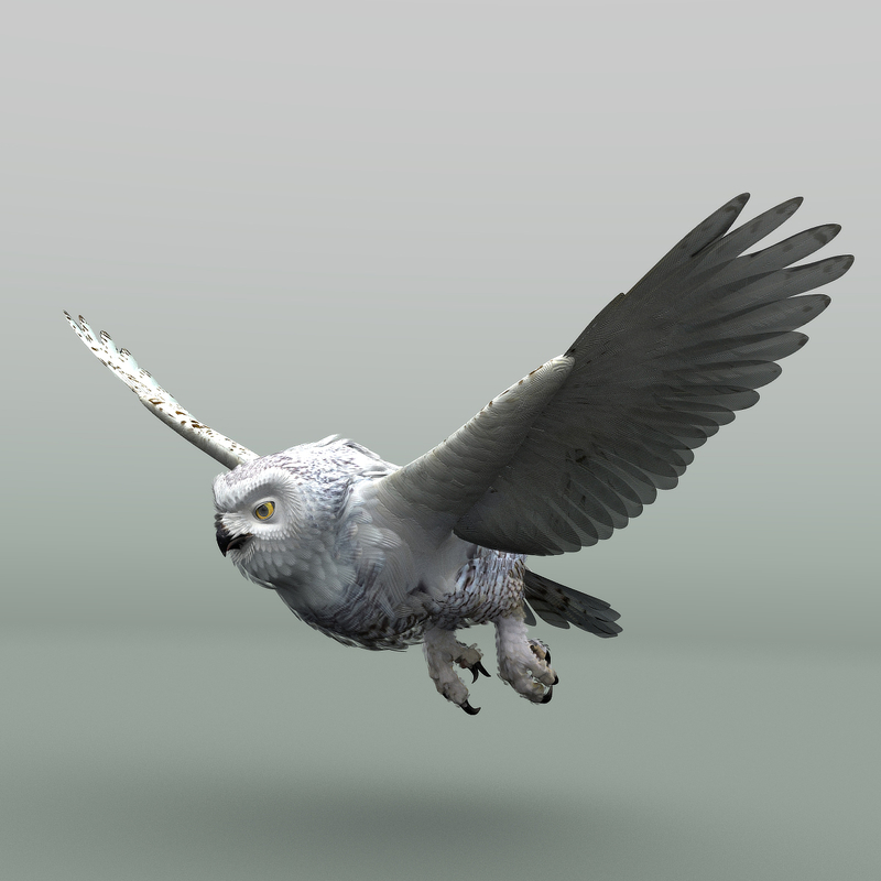 snowy owl 3d model