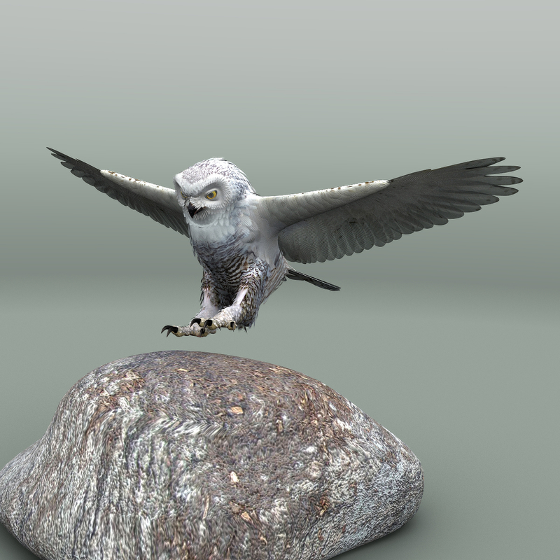 snowy owl 3d model