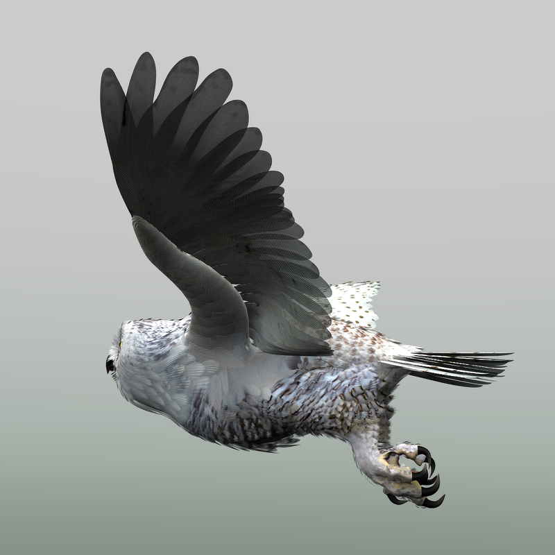 snowy owl 3d model