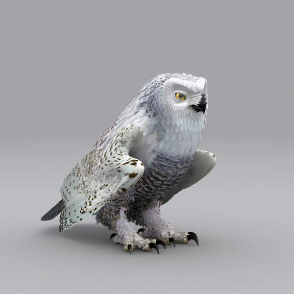 snowy owl 3d model