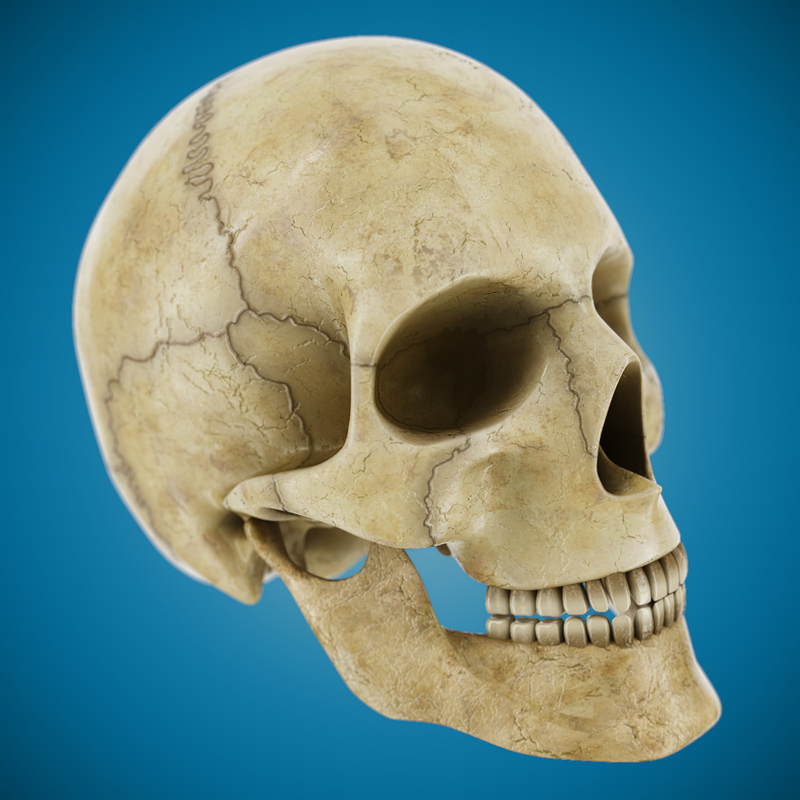 human skull head 3d 3ds