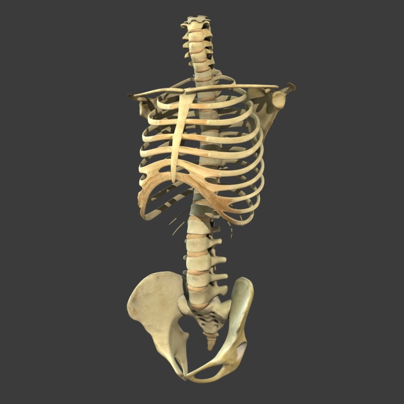 3d skeleton torso rigged