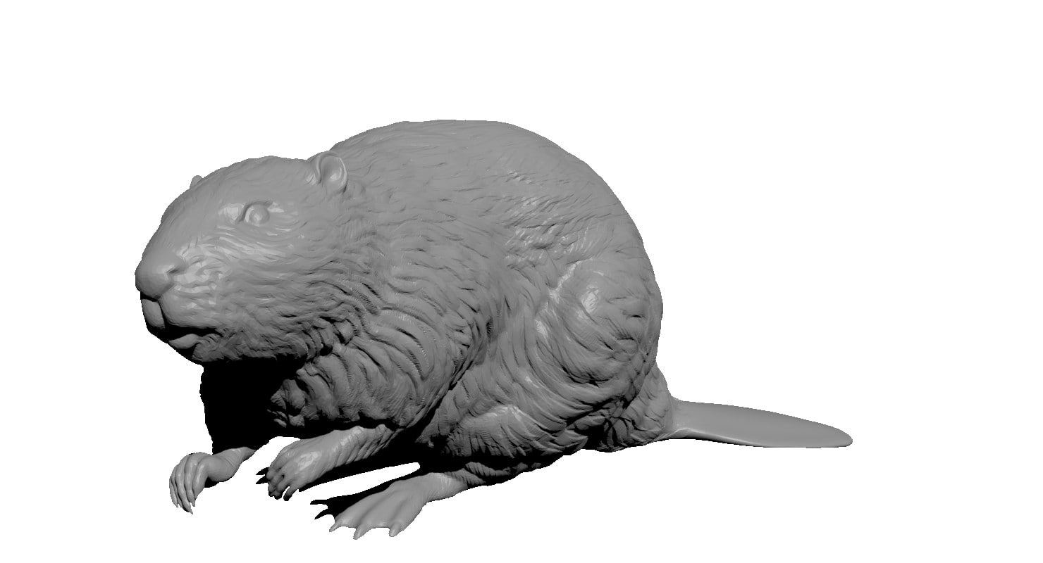 north american beaver 3d obj