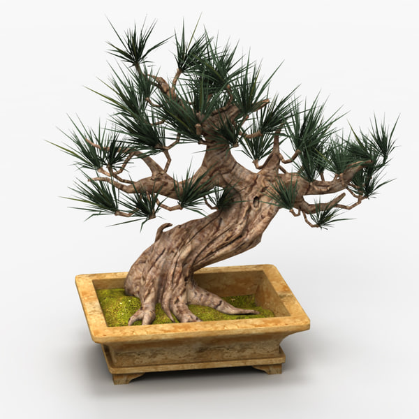 3D Bonsai Models | TurboSquid