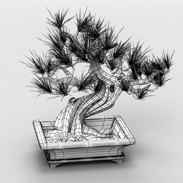 max bonsai tree