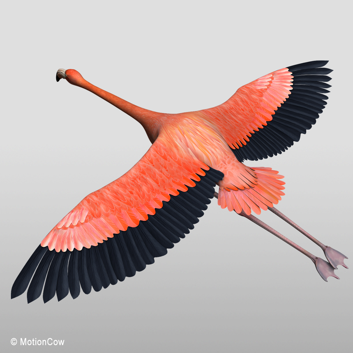 3d model realistic flying flamingo