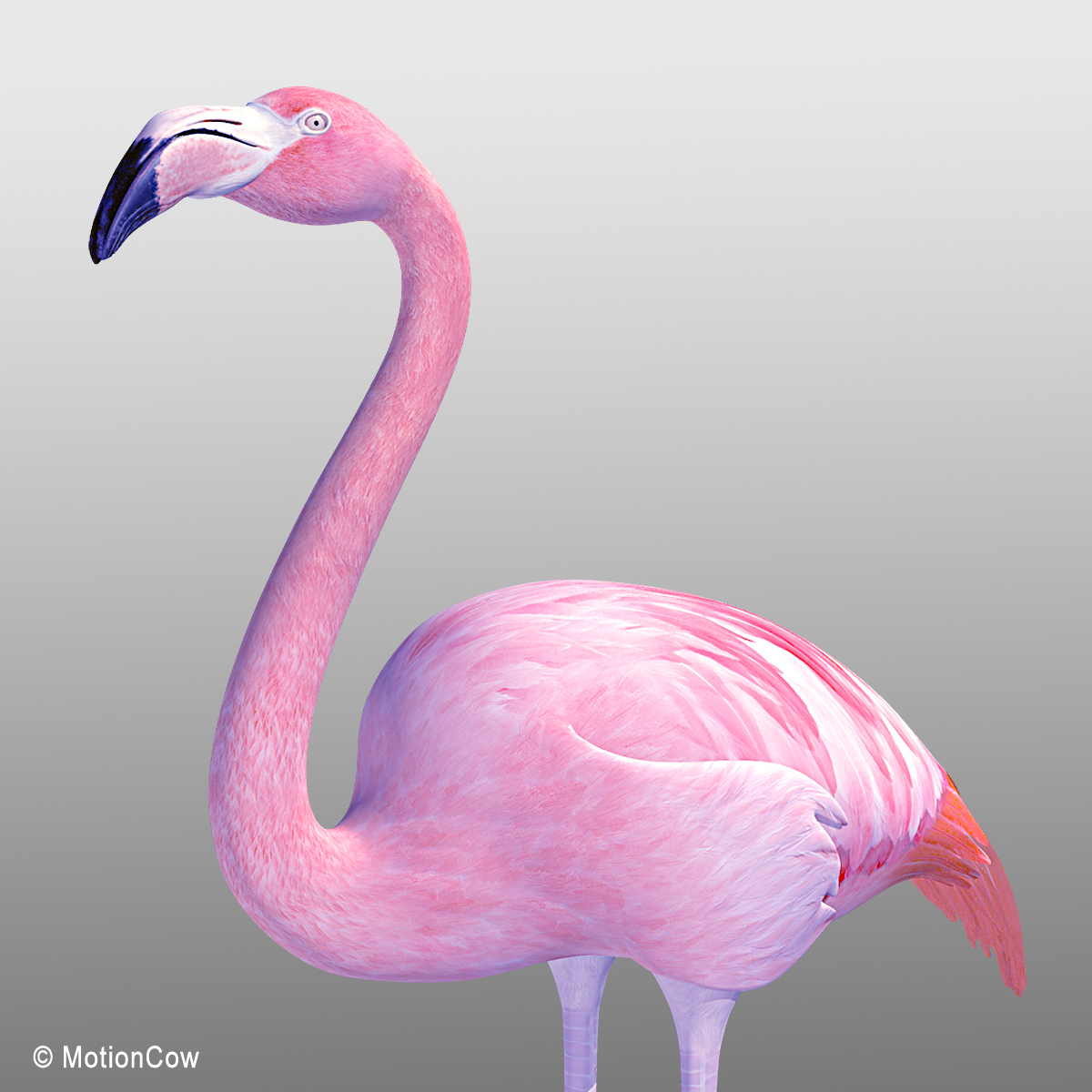 3d realistic pink flamingo model