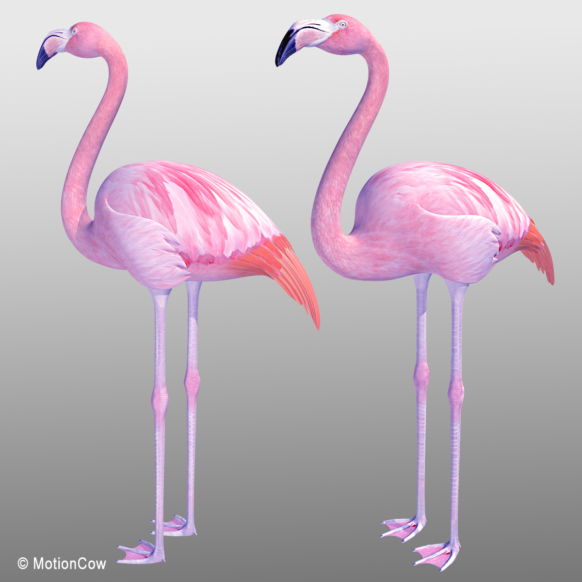 3d realistic pink flamingo model