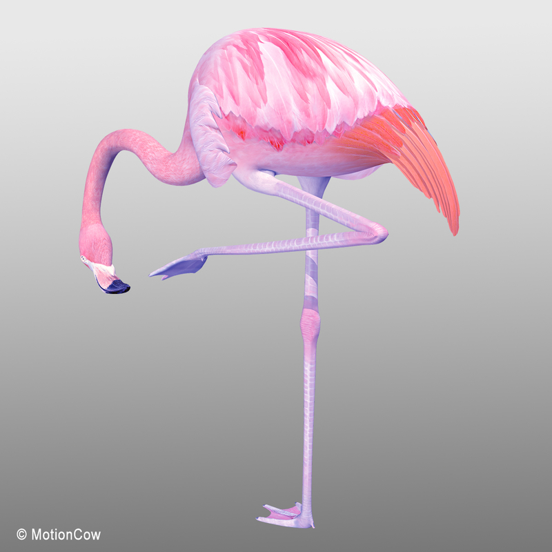 3d realistic pink flamingo model