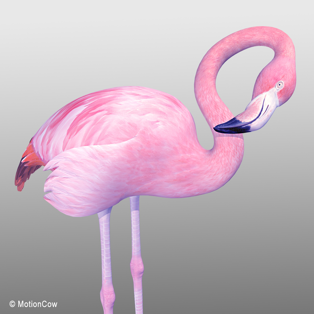 3d realistic pink flamingo model