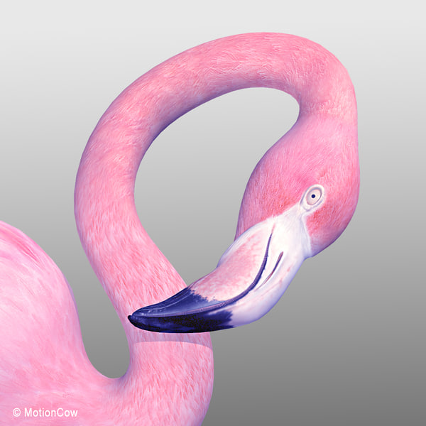 3d realistic pink flamingo model