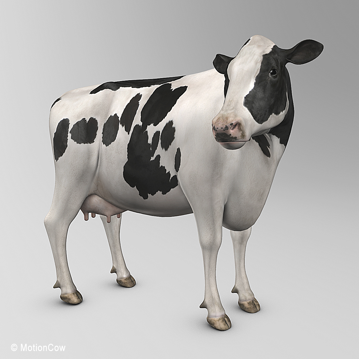animation cow max
