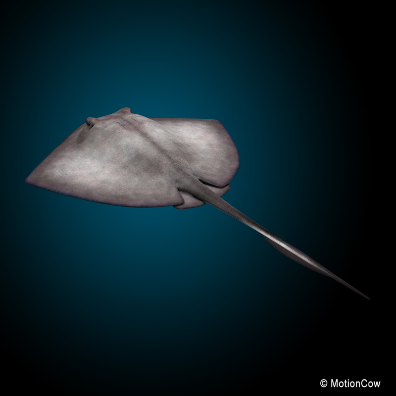 3d realistic stingray model