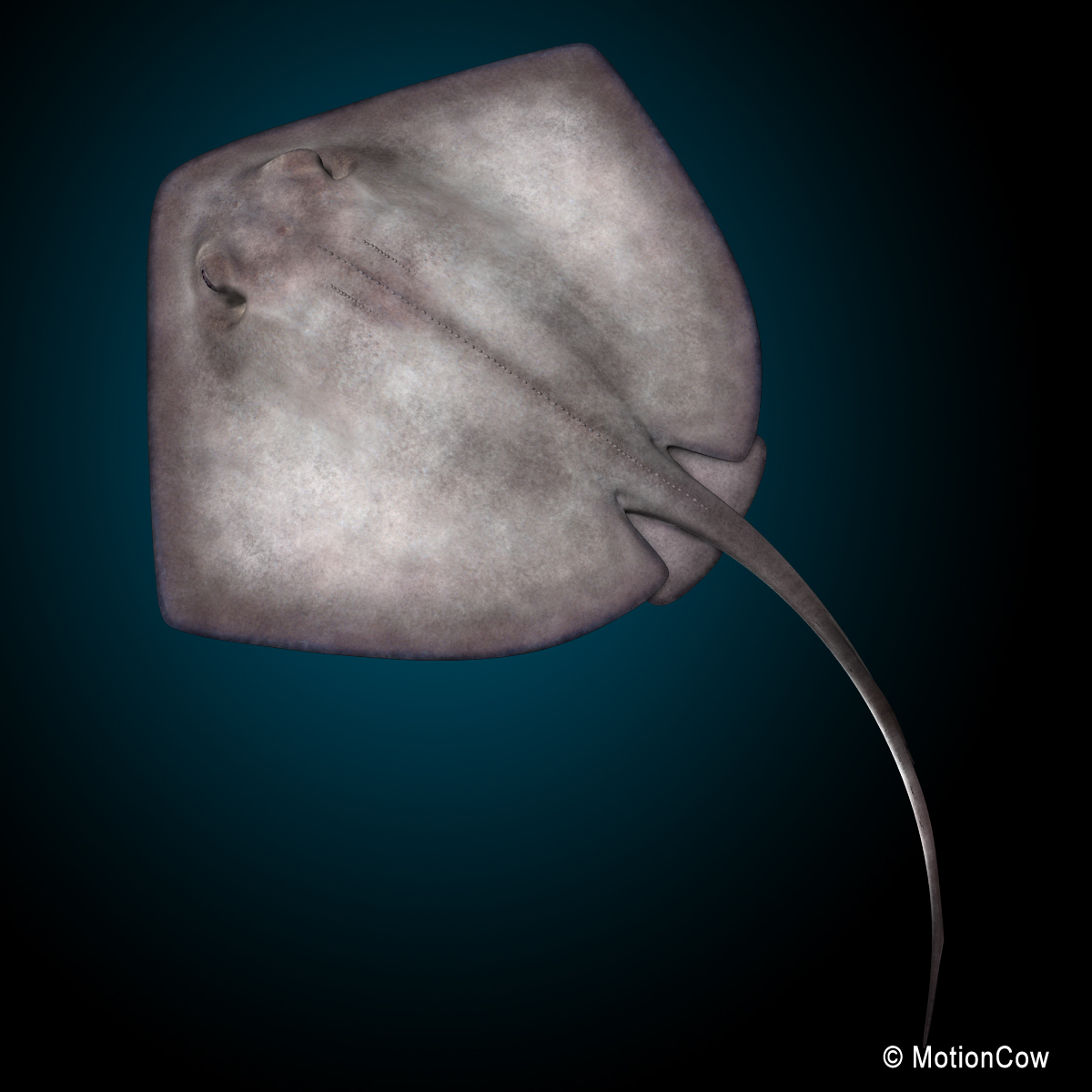 3d realistic stingray model