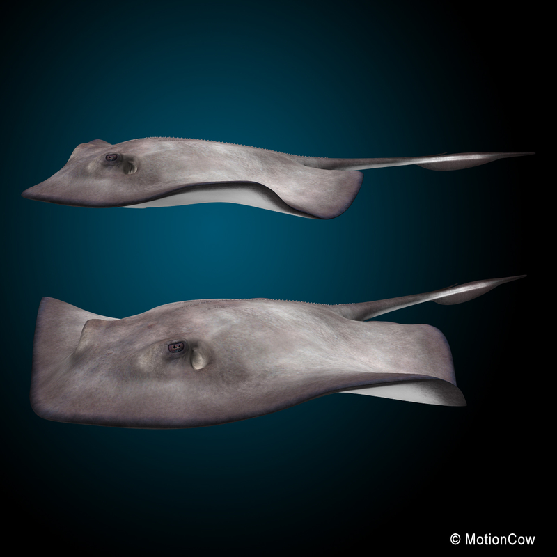 3d realistic stingray model